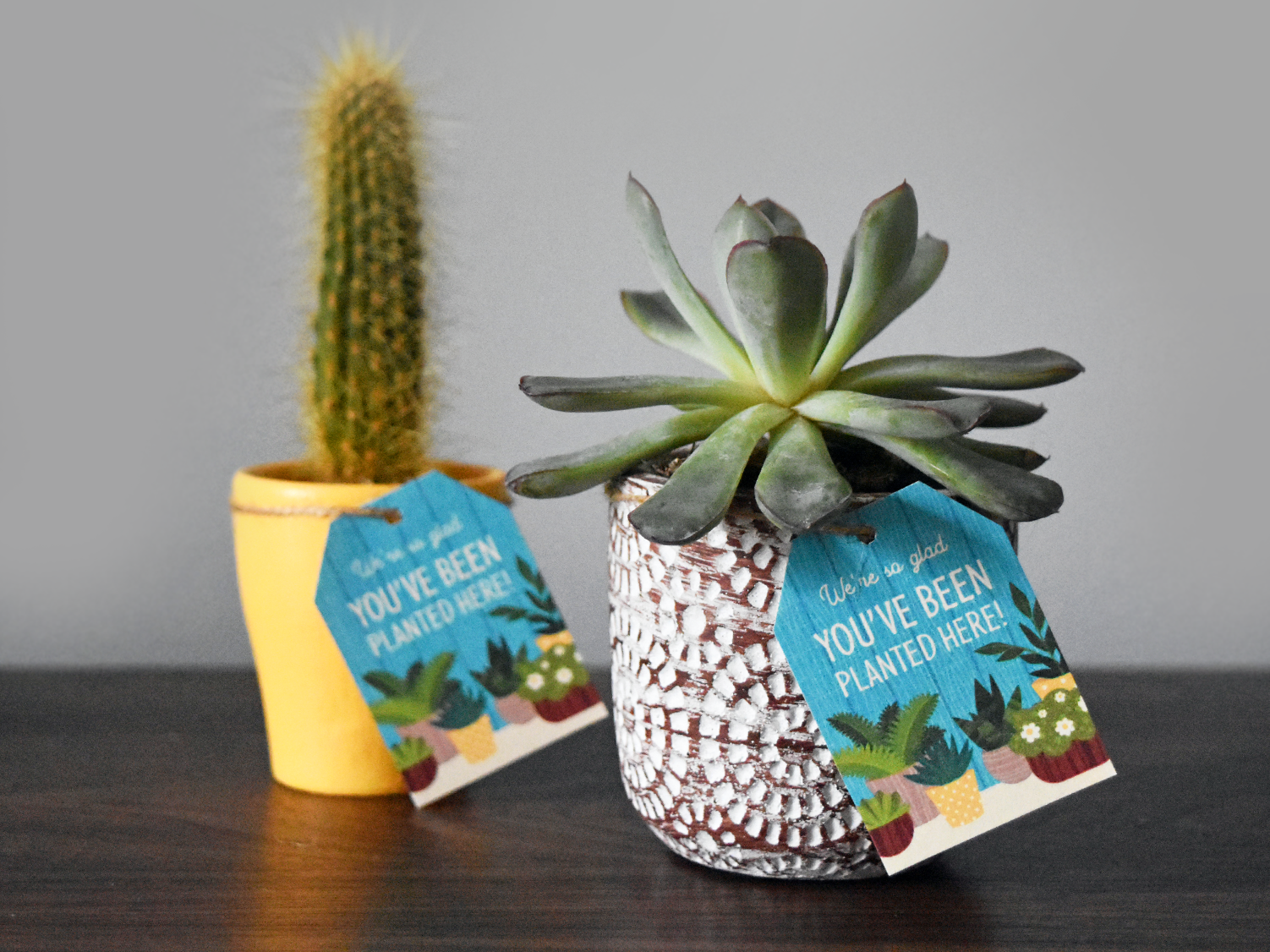 Fun Friday: Succulent Volunteer Appreciation Idea - Kids Ministry ...
